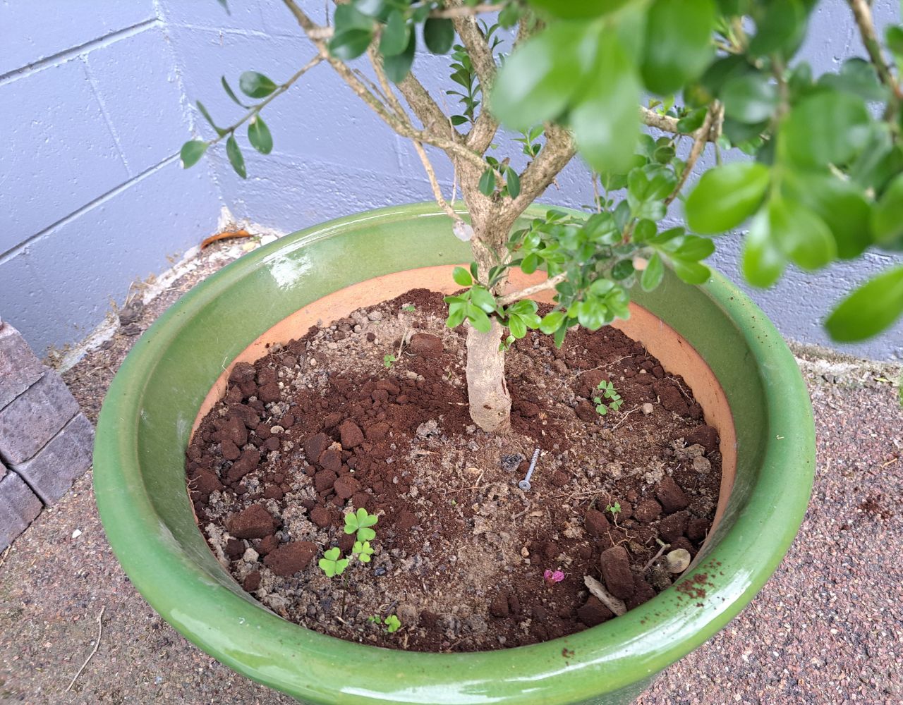 How To Use Coffee Grounds As Fertilizer (8 Ways) – Green Pods Australia